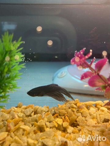 Рыбка петушок самец