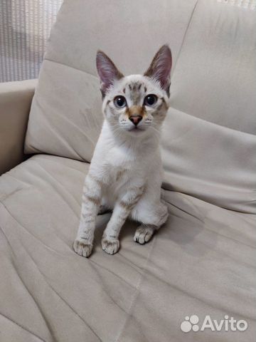 Котенок мегонгский бобтейл
