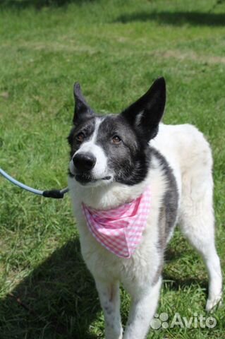 Тимон год за годом в грязной приютской клетке