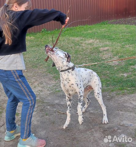 Собака. Читаем текст