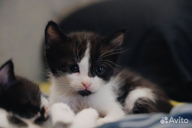 Отдам котят
