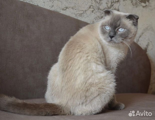 Вислоухая красавица ищет дом