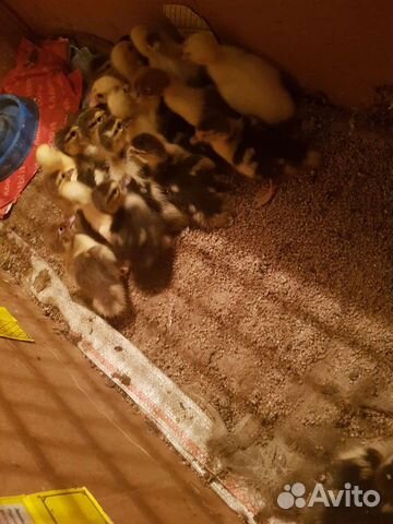 Индоутята суточные