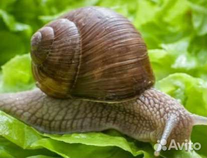 Продаю улиток
