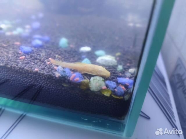 Сомики анциструса (продам или обменяю)