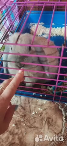 Декоративные кролики вислоухие