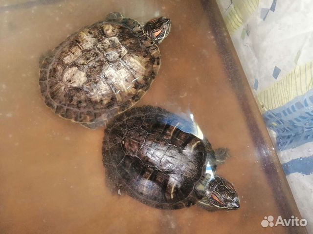 Красноухие черепахи с аквариумом