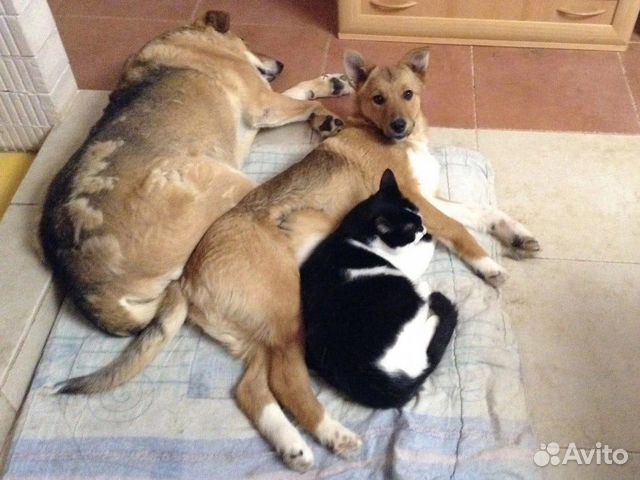 Собака в добрые руки щенок