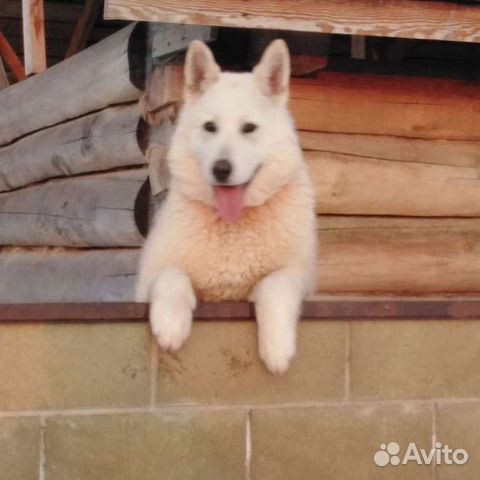 Швейцарская овчарка