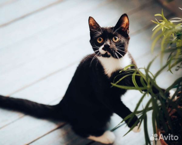 Шалфей в добрые руки в дар