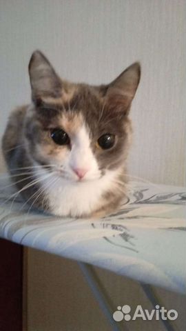Кошка в добрые руки