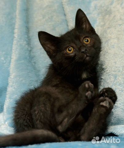 Котенок- черная шубка, янтарные глаза. Мальчик