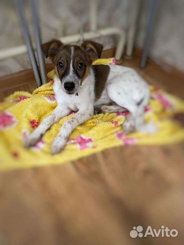 Щенок девочка