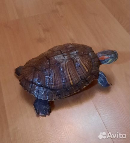 Красноухая черепаха с аквариумом