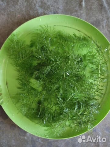 Роголистник, улитки ампулярия