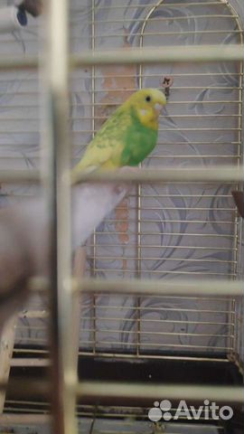Волнистый попугай с клеткой