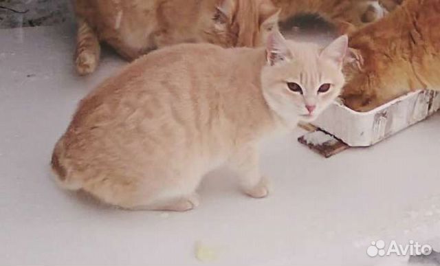 Котенок 6 мес. Персиковый
