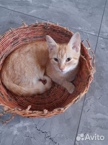 Милана – ласковая умница