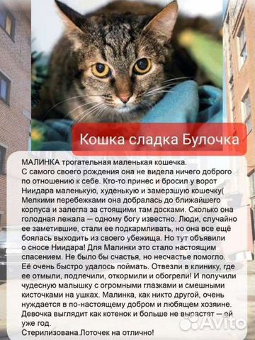 Кошки в добрые руки