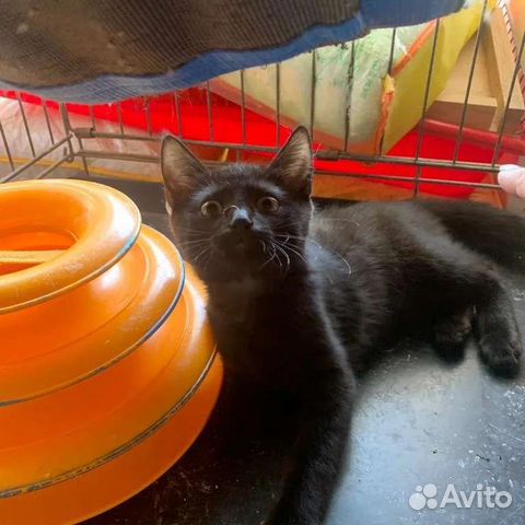 Кошка в дар бесплатно