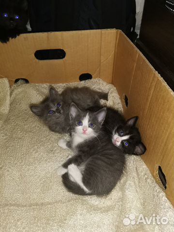 Отдам в добрые руки котят
