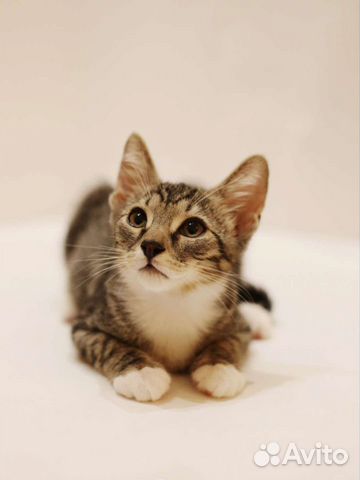 Ласковый котёнок ищет дом