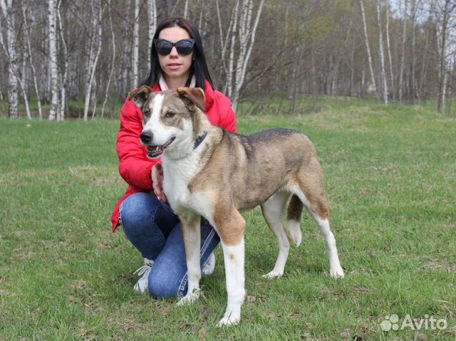 Старичок Азор ищет дом