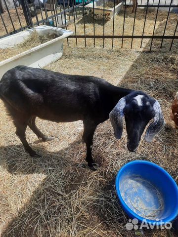 Коза нубийская