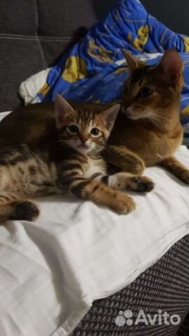 Абисинский котенок