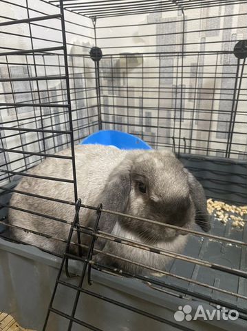 Декоративный кролик с вещами