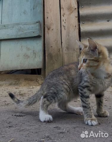 Трехцветный котенок