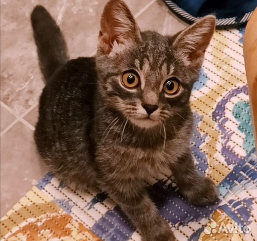 Маленький котёнок Паша ищет маму