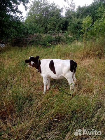 Тёлка и овцы