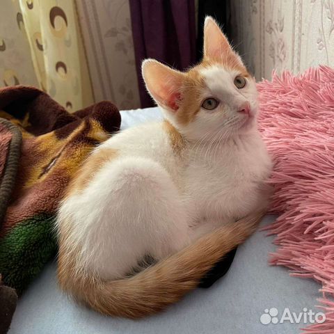 Котенок девочка ласковая
