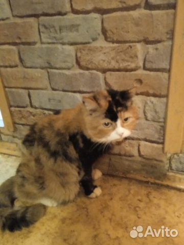 Кошки в добрые руки