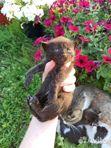 Котята от деревенской кошки