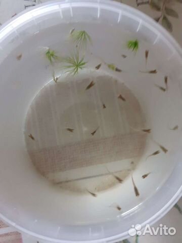 Мальки гуппи