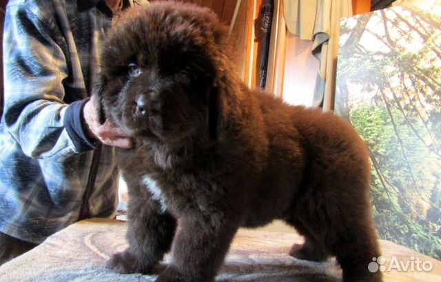 Шоколадная Ньюфомишка (1, 7 мес.)