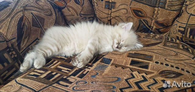 Невские маскарадные котята