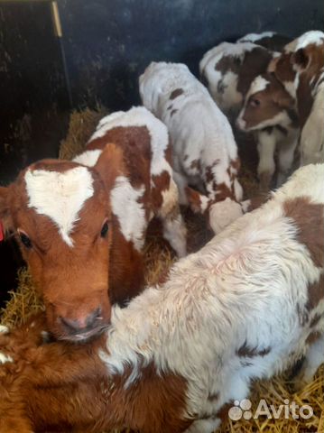 Телята Бычки и телочки доставка в ваш двор