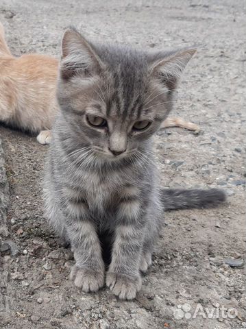 Кошки в добрые руки бесплатно