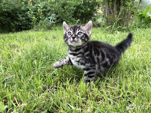 Бенгальские котята серебро
