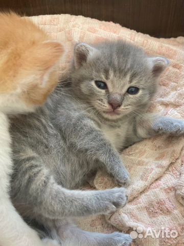 Британские котята