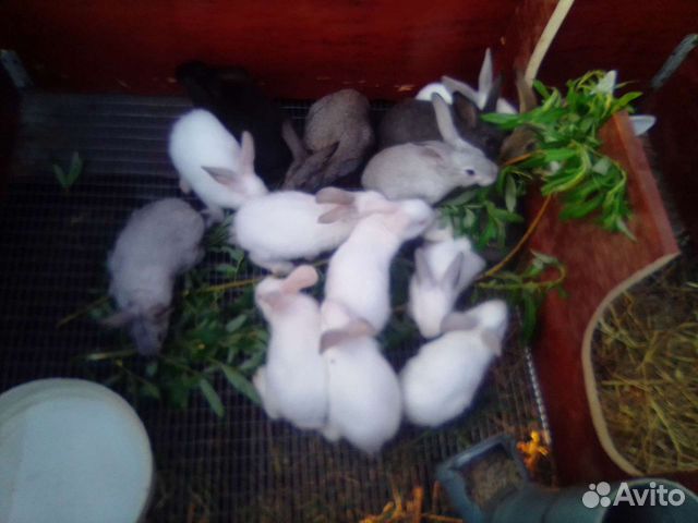 Продам кроликов