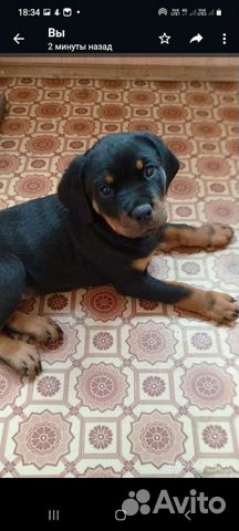 Щенок ротвейлера на продажу