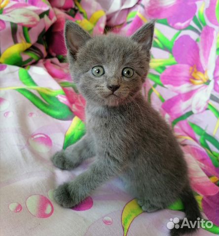 Отдам котят в добрые руки