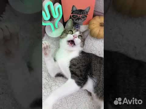 Кошка по имени Мята