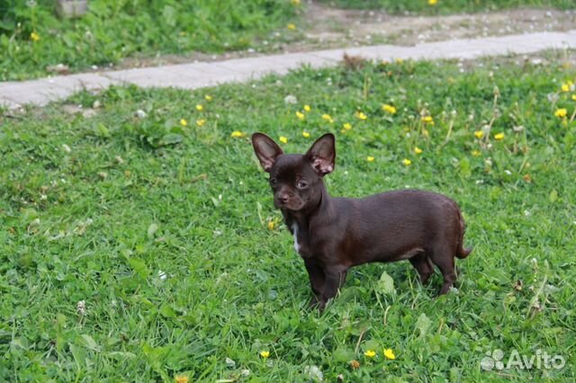 Щенок девочка