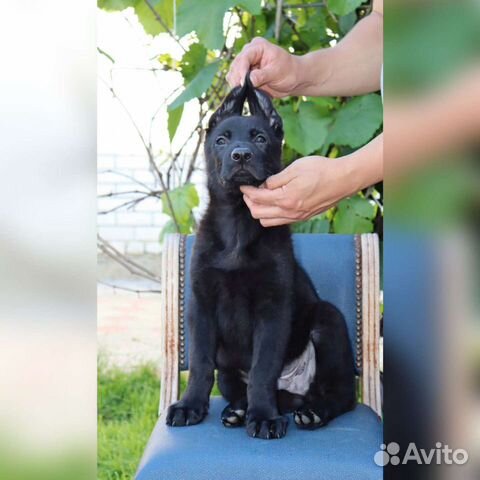 Чёрные и чепрачные кобели немецкой овчарки