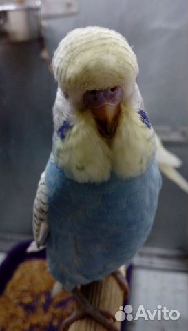 Птенчик черноклювик самечик